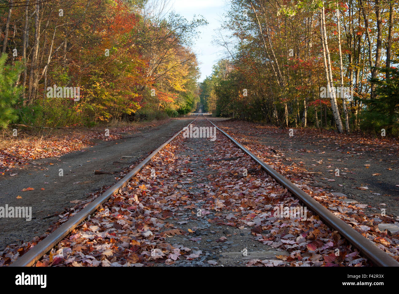 Railroad tracks through woods in autumn Stock Photo - Alamy