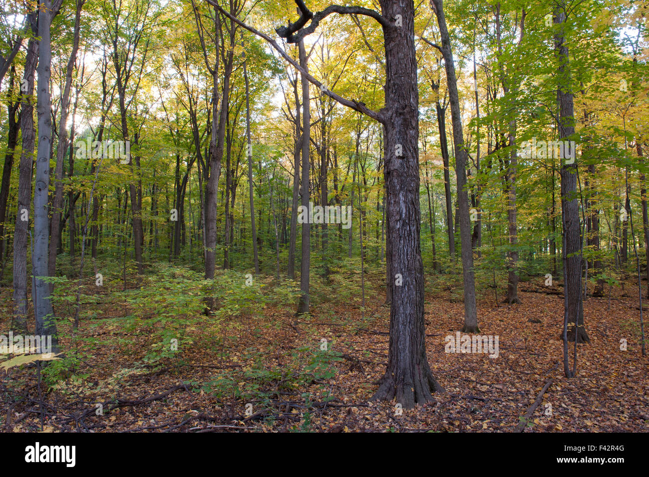 Tranquil forest scene Stock Photo - Alamy