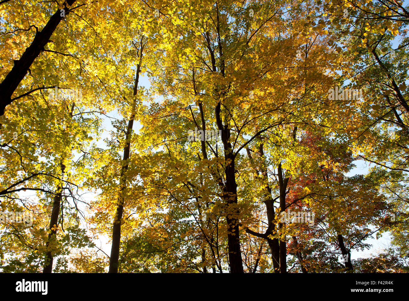 Sunlight shining through trees in autumn Stock Photo - Alamy