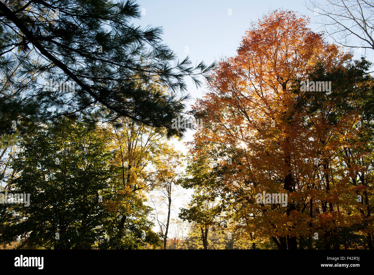Trees backlit by sun in autumn Stock Photo - Alamy