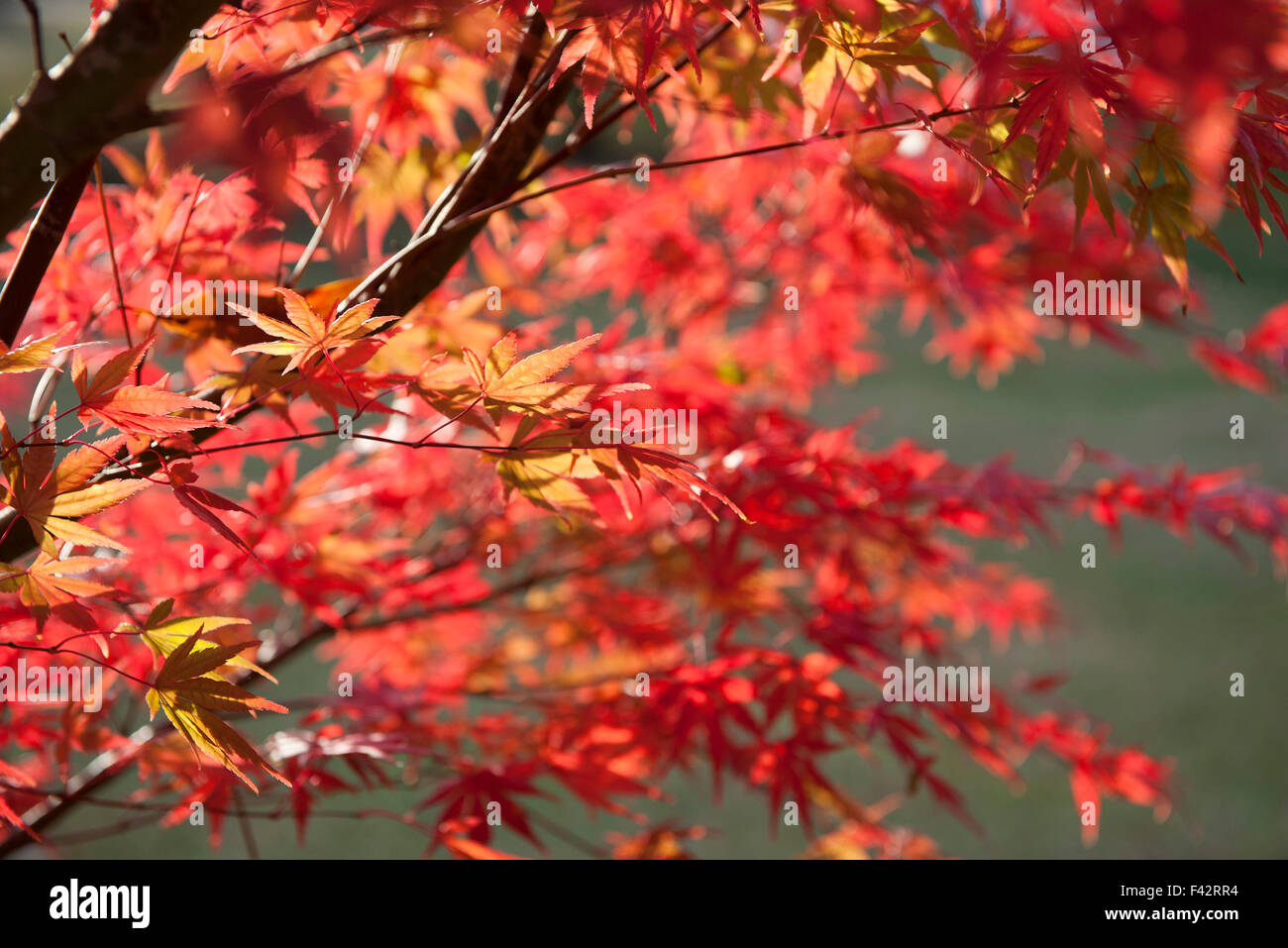 Tree leaves without colour hi-res stock photography and images - Alamy