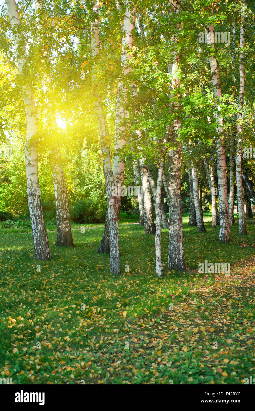 summer birch forest Stock Photo - Alamy