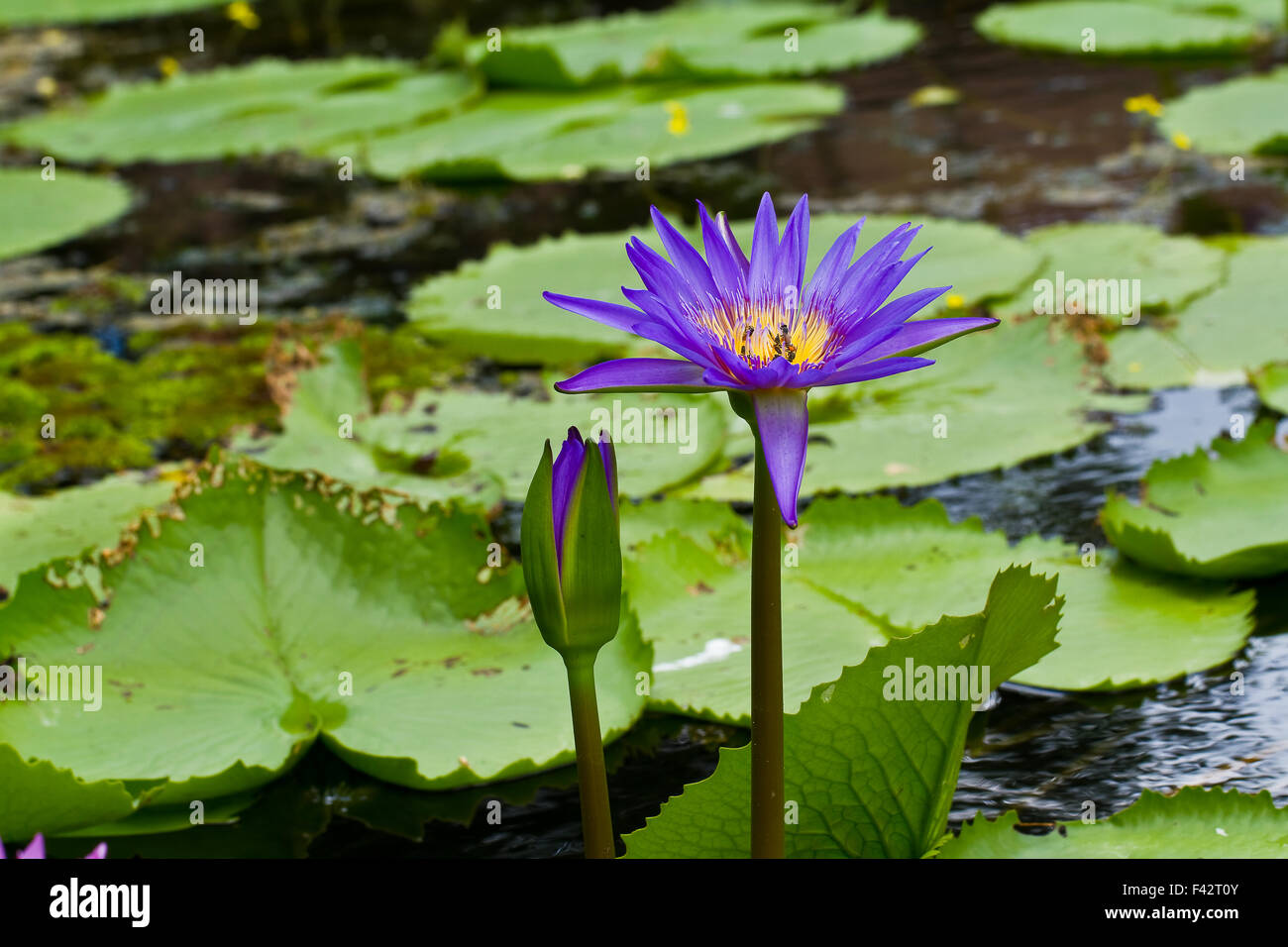 Bed of lotus flowers hi-res stock photography and images - Alamy