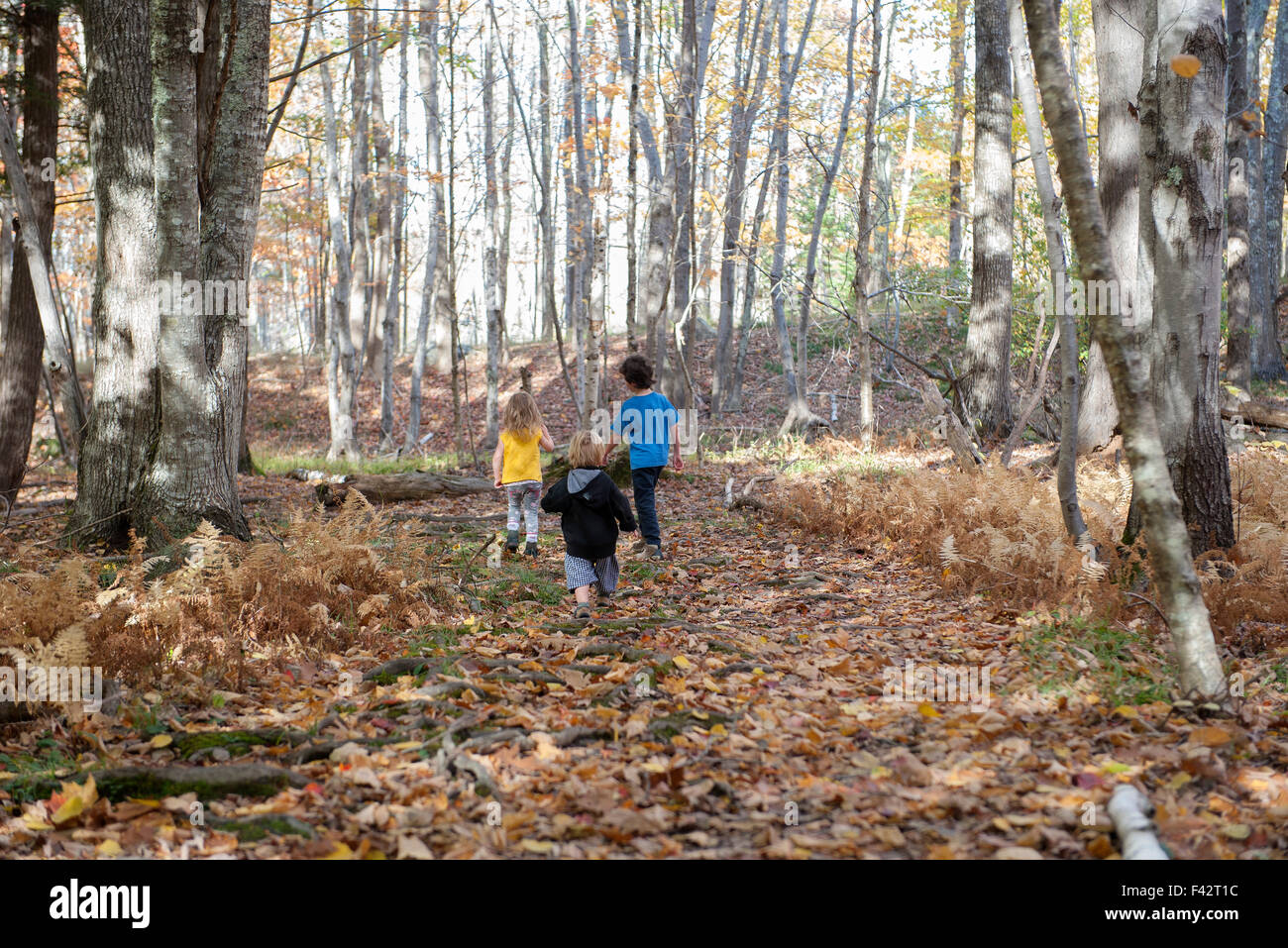 Children exploring in woods Stock Photo - Alamy