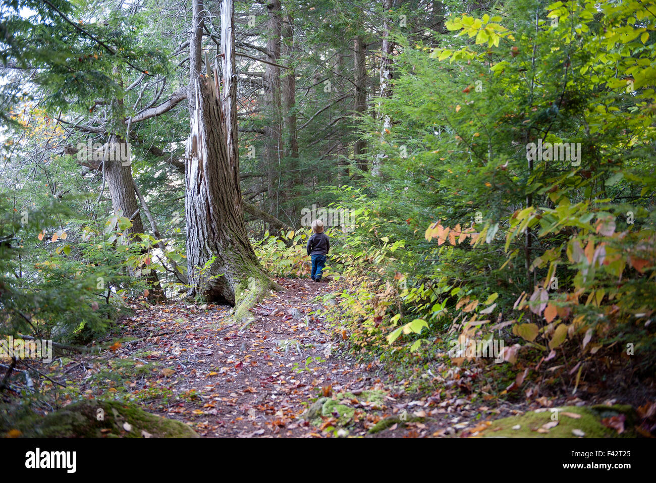 Child walking through woods hi-res stock photography and images - Alamy