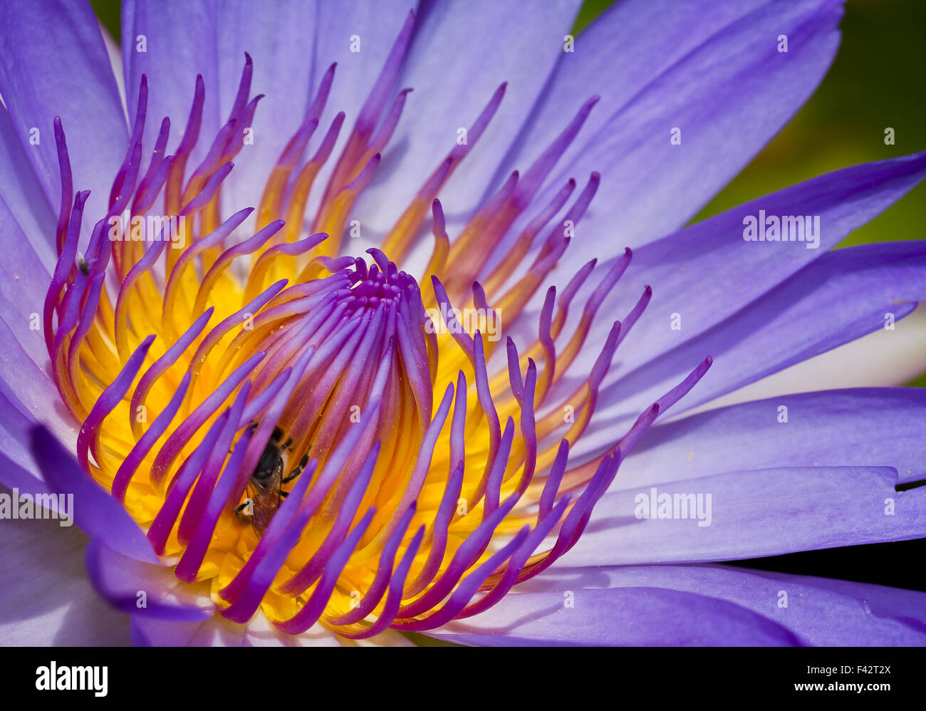 Closed lotus flowers hi-res stock photography and images - Alamy