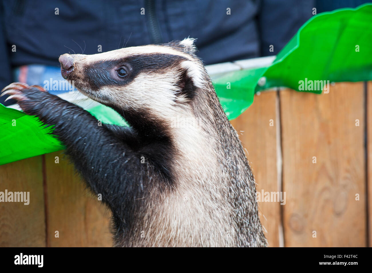 Baby badger uk hi-res stock photography and images - Alamy