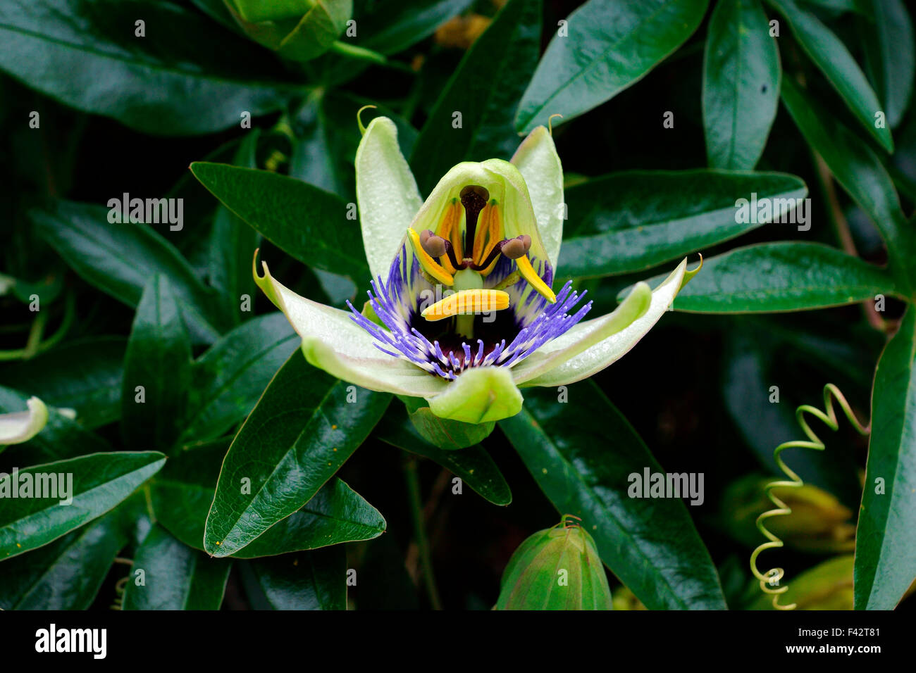 PASSION FLOWER IN BLOOM Stock Photo - Alamy