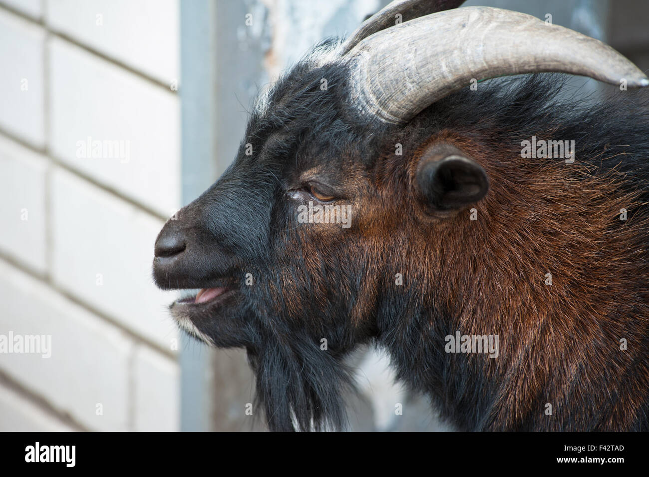 The big ram australia hi-res stock photography and images - Alamy