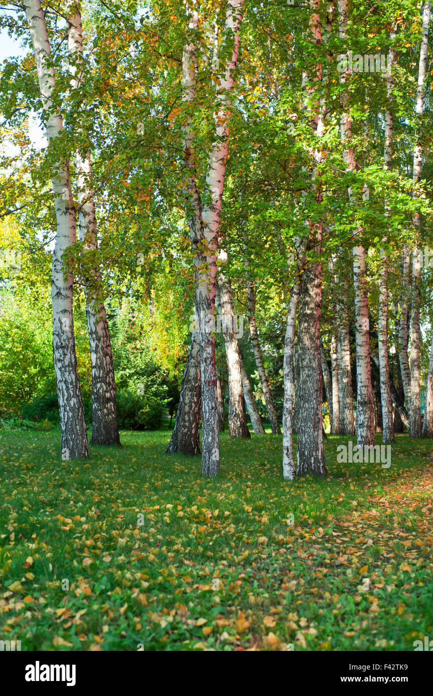 summer birch forest Stock Photo - Alamy