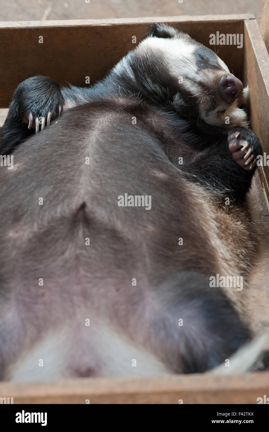 Sleeping badger hi-res stock photography and images - Alamy