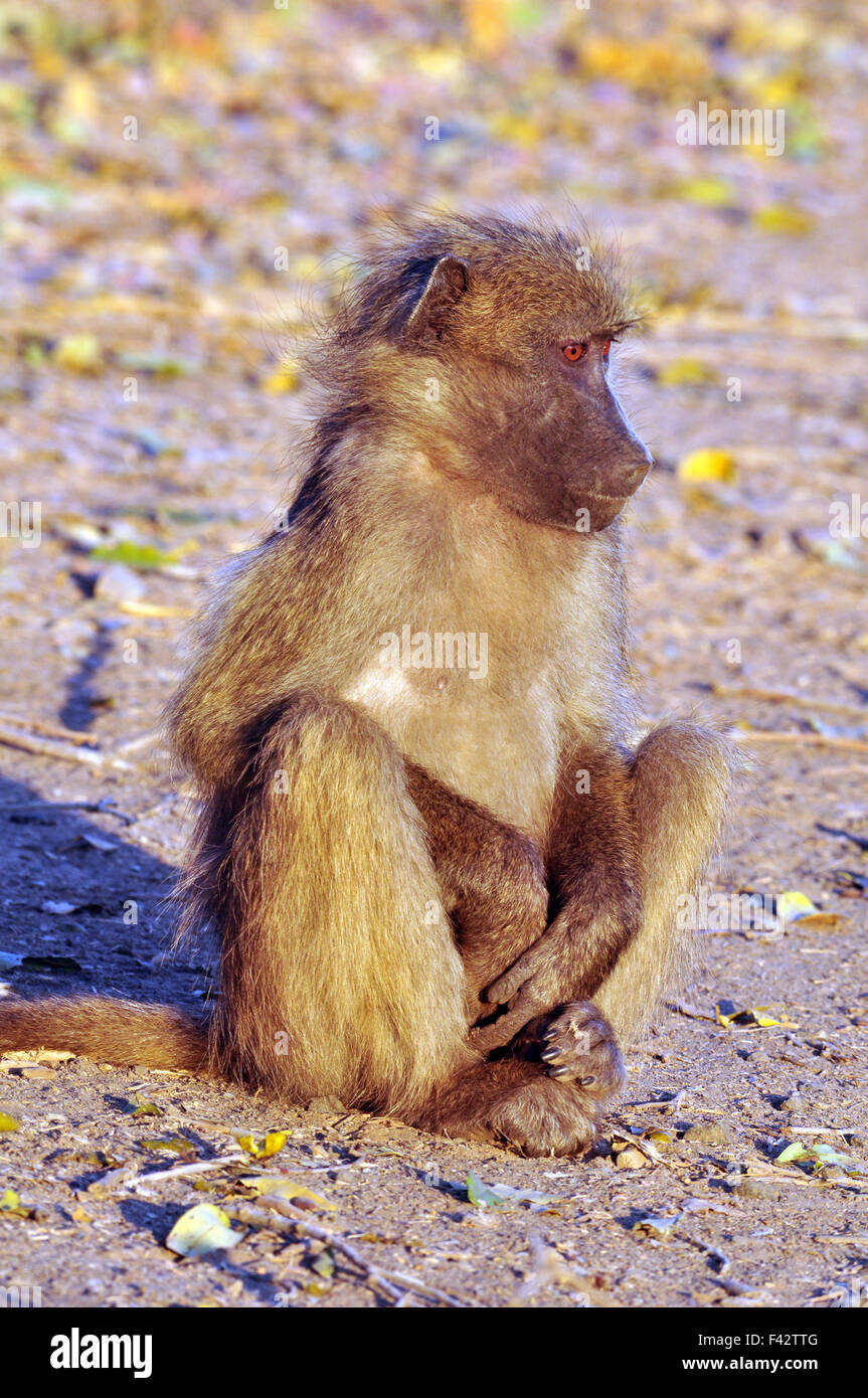 Baboon chacma hi-res stock photography and images - Alamy