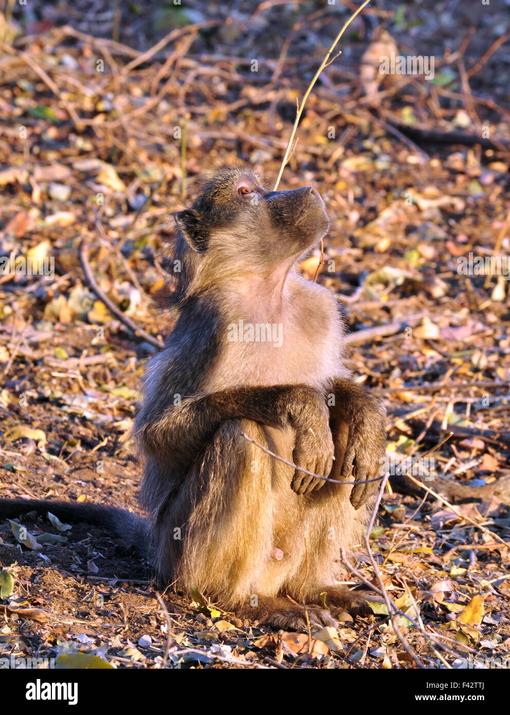 Baboon chacma hi-res stock photography and images - Alamy