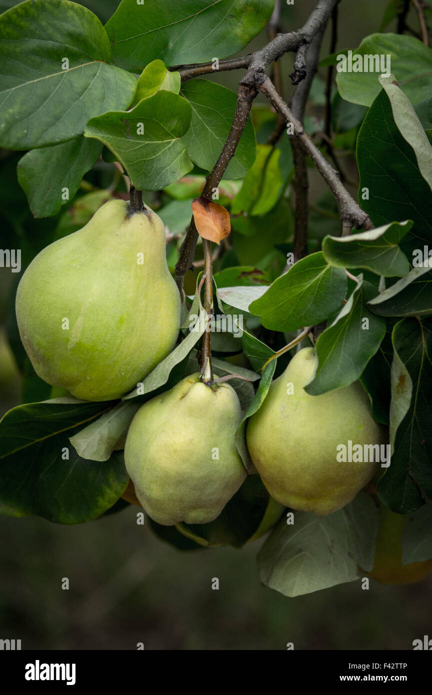 Pears on the tree in late summer, France Stock Photo - Alamy