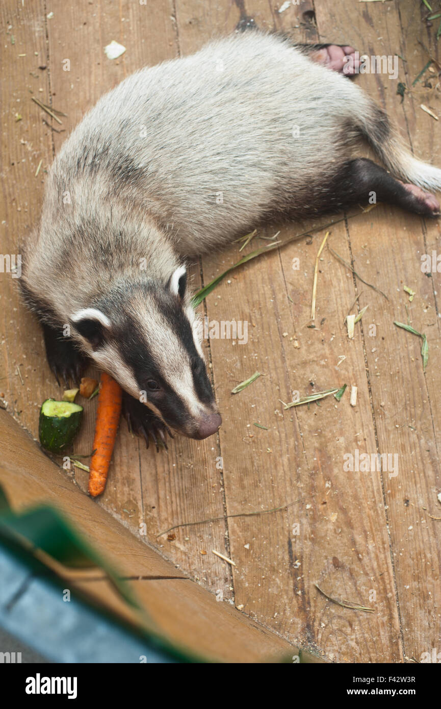 Badger claw hi-res stock photography and images - Alamy