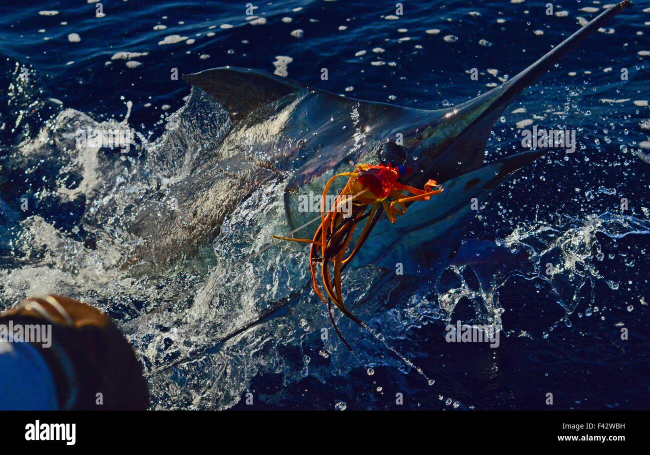 Marlin Jumping Wallpaper A Hooked Blue Marlin Jumping Off Flamingo Bay