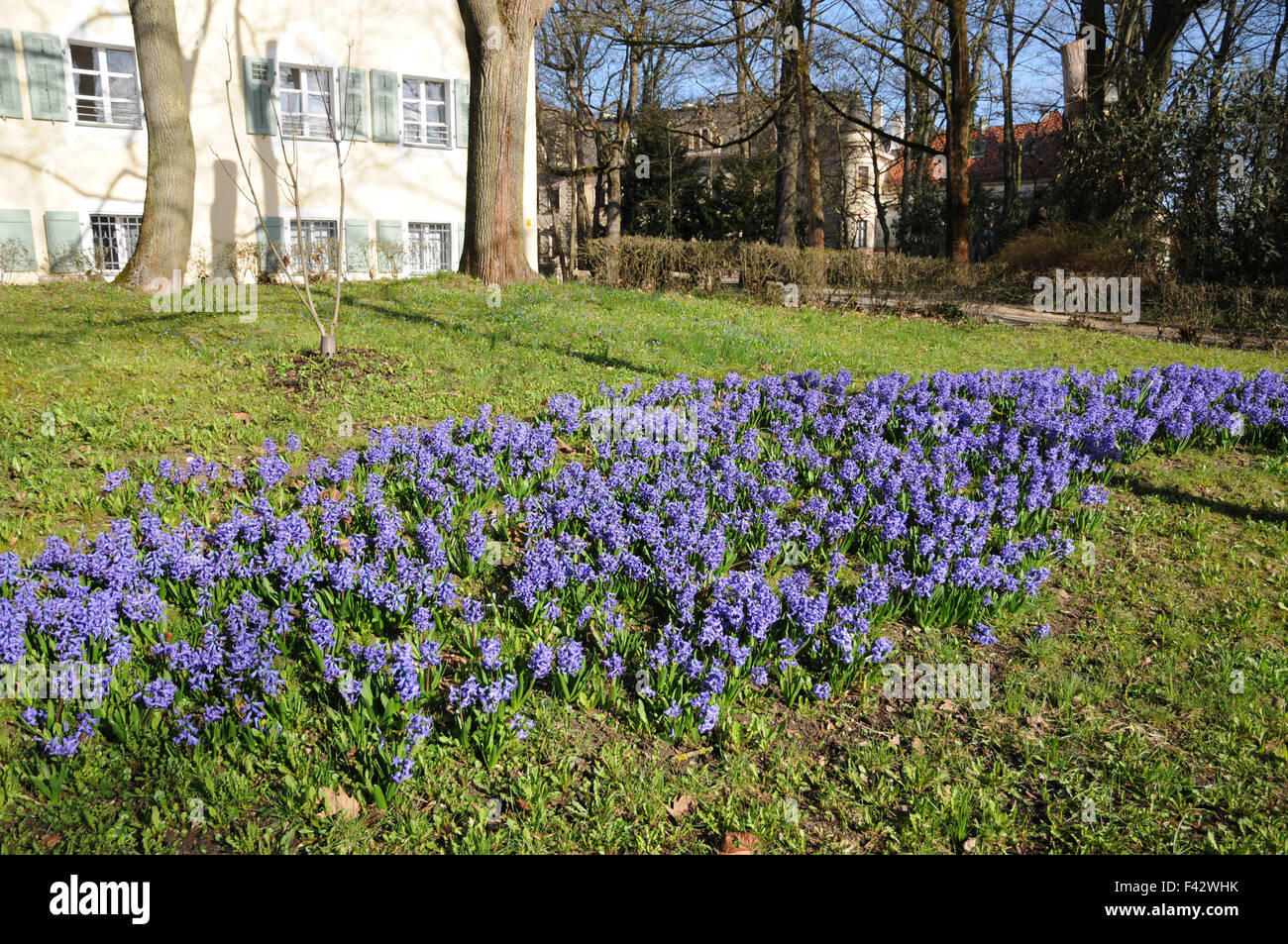 Hyacinth orientalis hi-res stock photography and images - Alamy