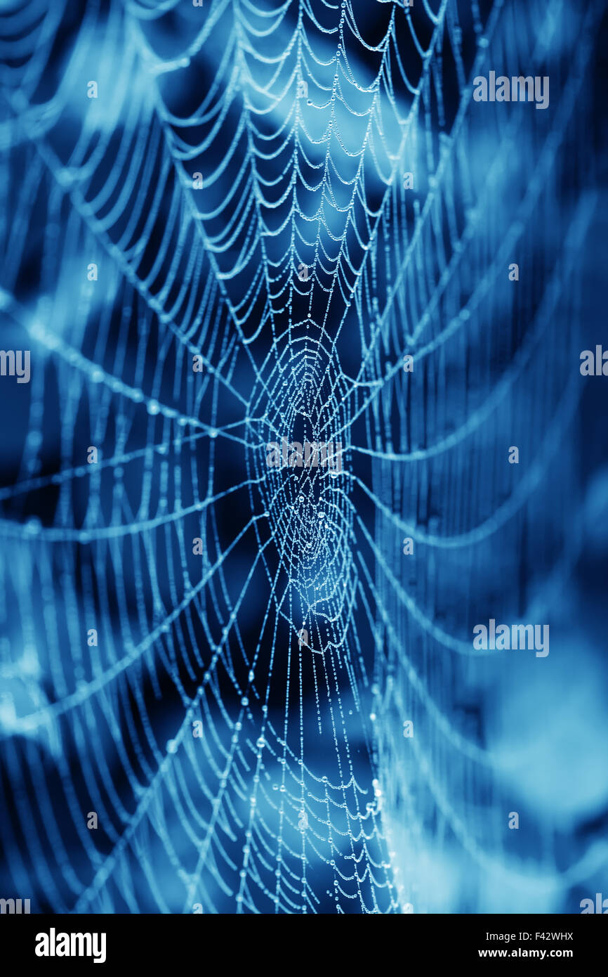 spider web with water drops Stock Photo - Alamy