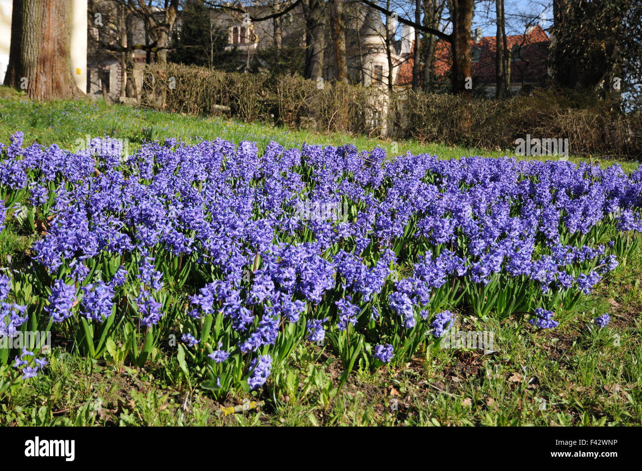 Hyacinthus o hi-res stock photography and images - Alamy