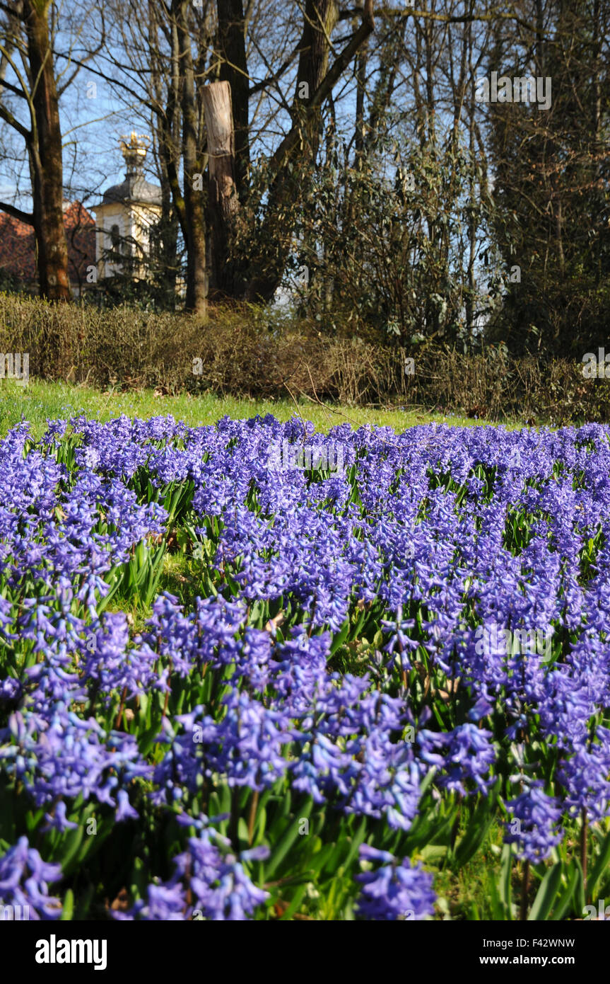 Blaue hyazinthen hi-res stock photography and images - Alamy