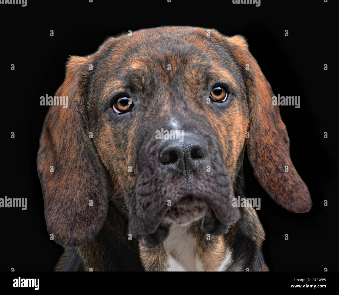 Can Dogs Live With No Eyes