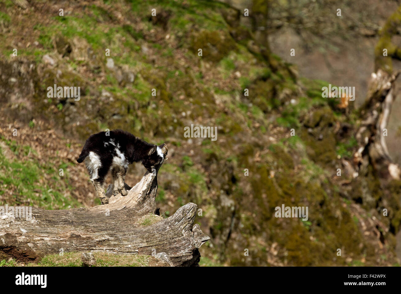 young feral goat, Auchingarrich wildlife park Perthshire Scotland UK ...