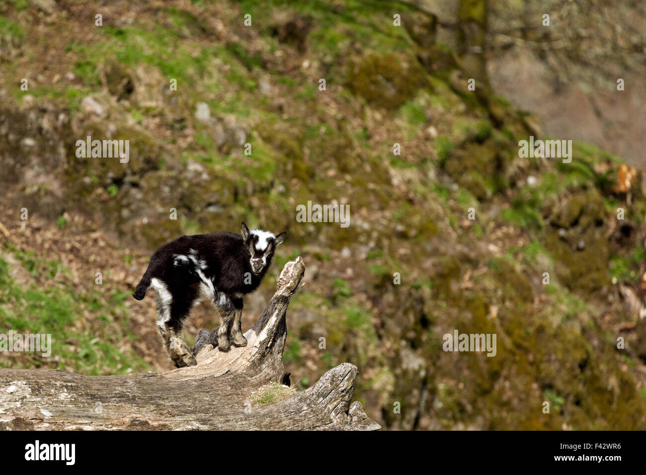 young feral goat, Auchingarrich wildlife park Perthshire Scotland UK ...