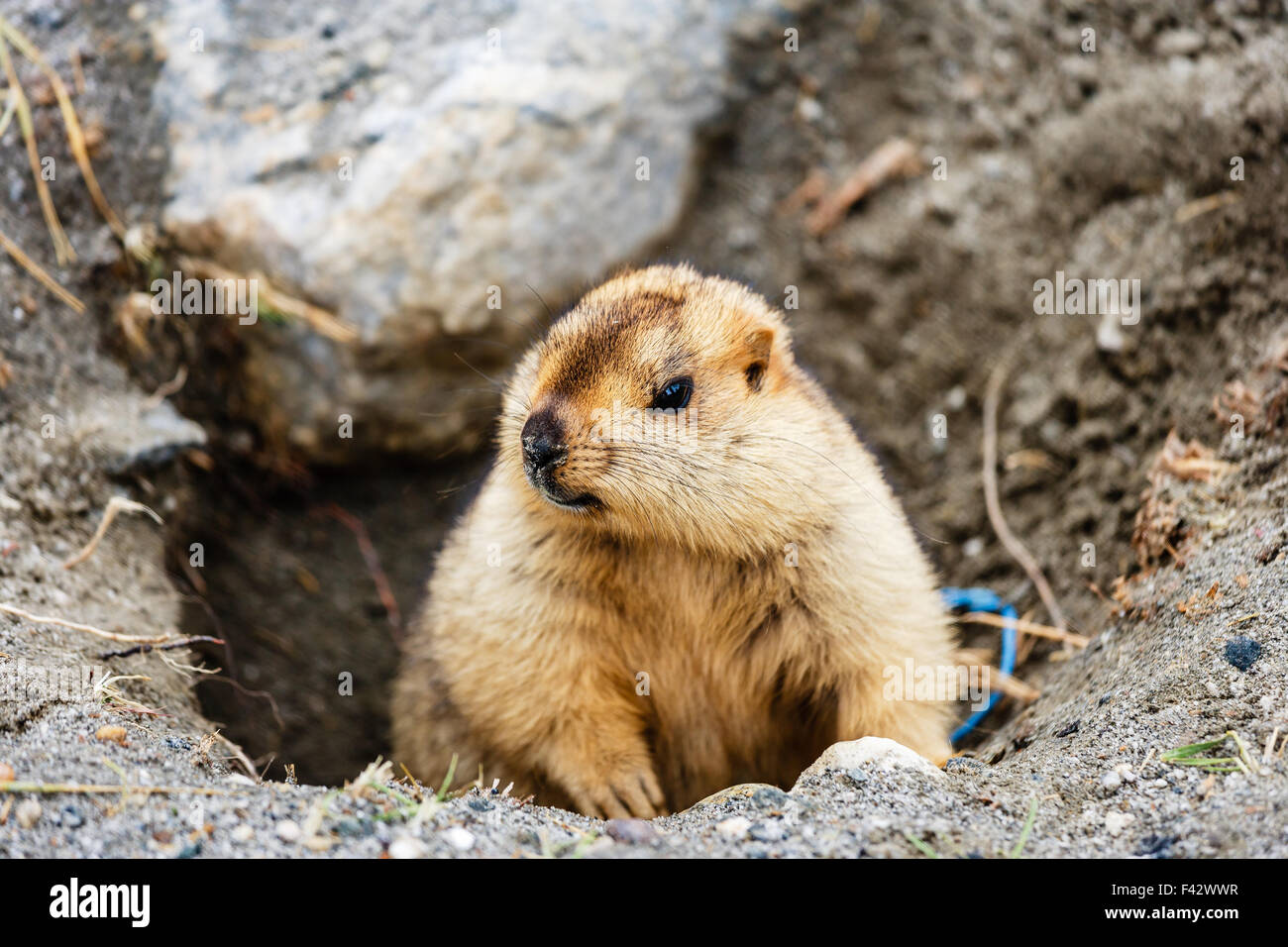 Marmot at Ladakh in India Stock Photo - Alamy