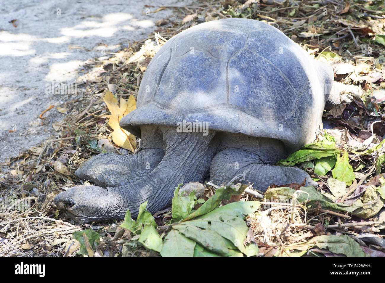 Aldabra giant tortoise resting Stock Photo - Alamy