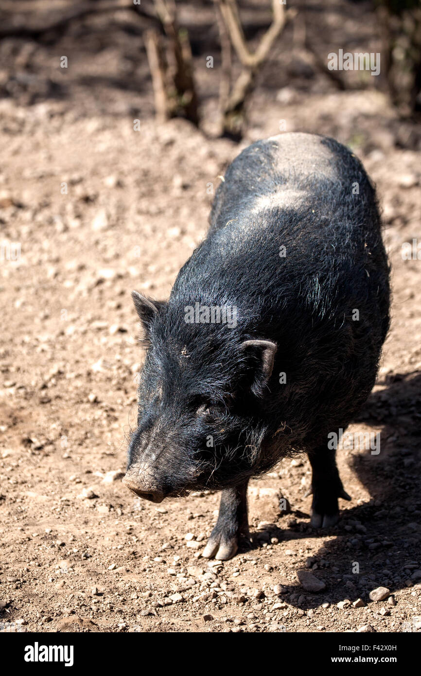 Black boar pig Scotland Stock Photo - Alamy