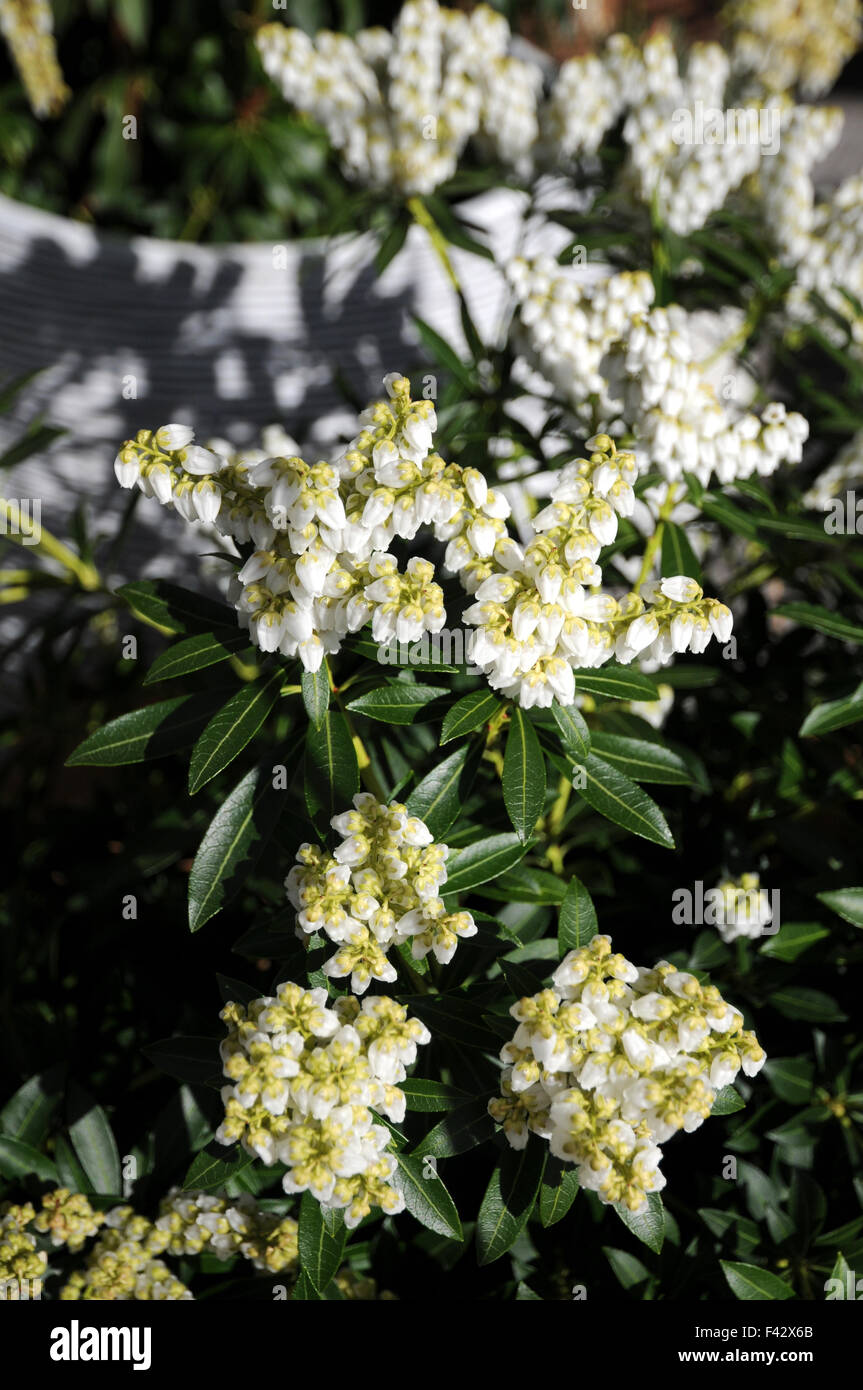 Japanese Andromeda Stock Photos & Japanese Andromeda Stock Images - Alamy