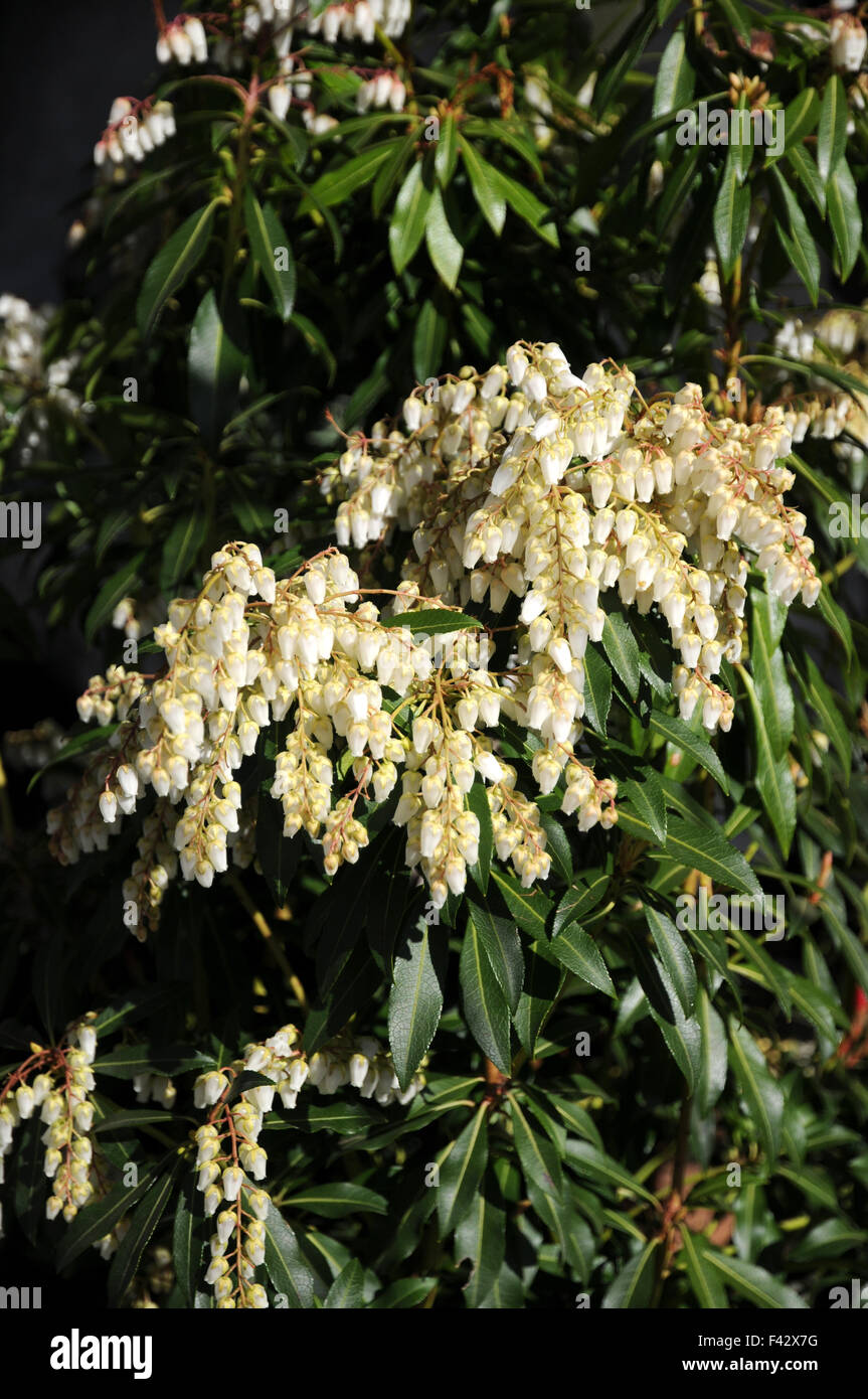 Japanese andromeda hi-res stock photography and images - Alamy