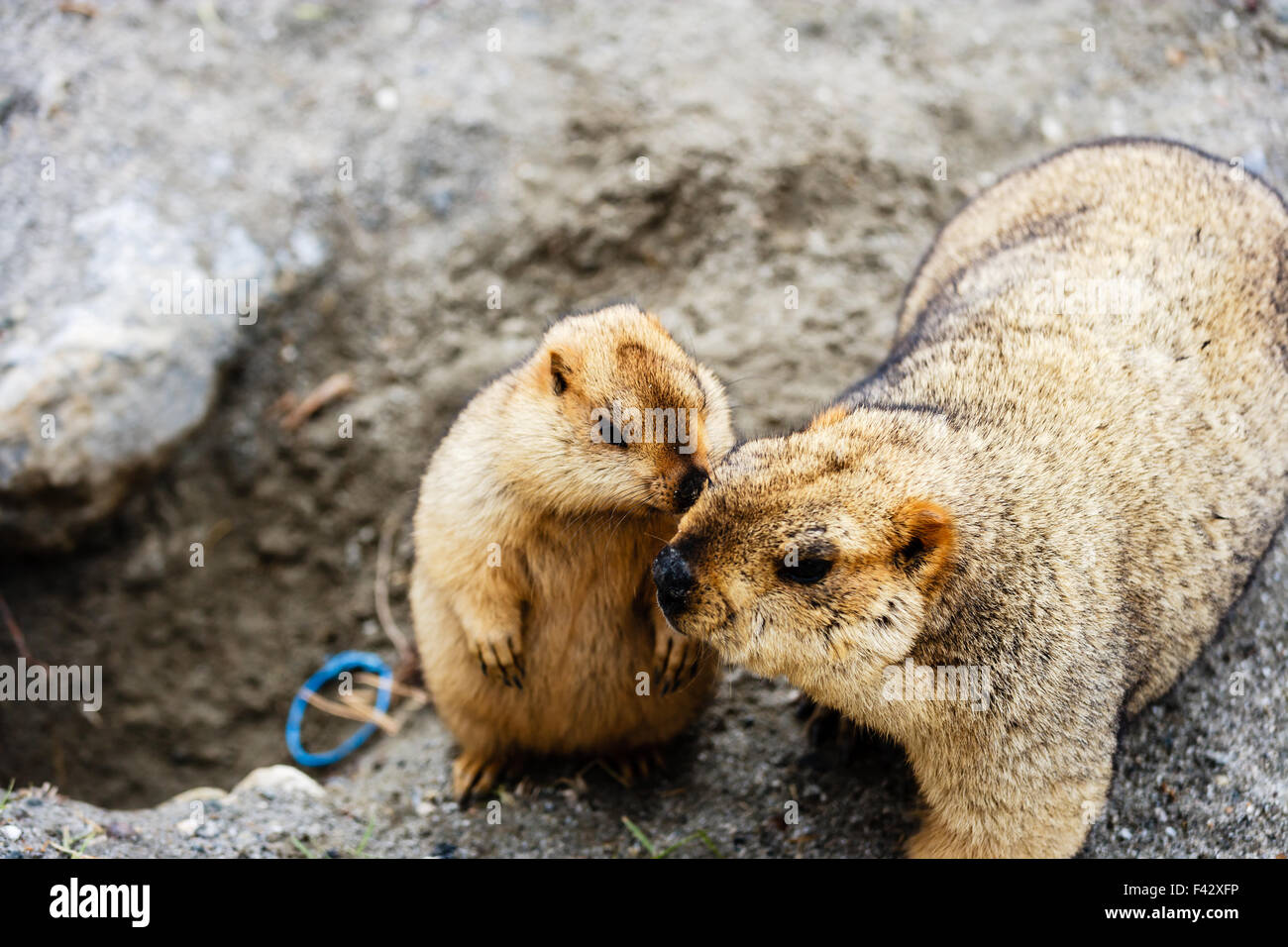 Beautiful marmot in nature hi-res stock photography and images - Alamy