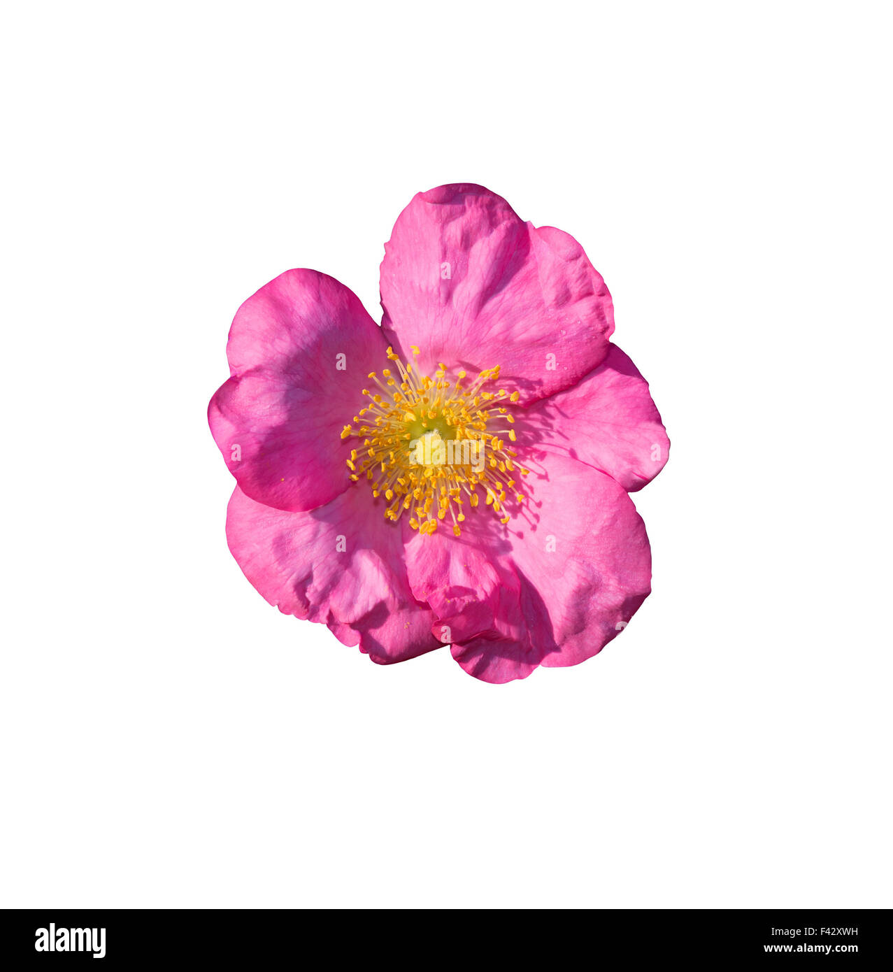 Wild pink rose isolated on white Stock Photo - Alamy