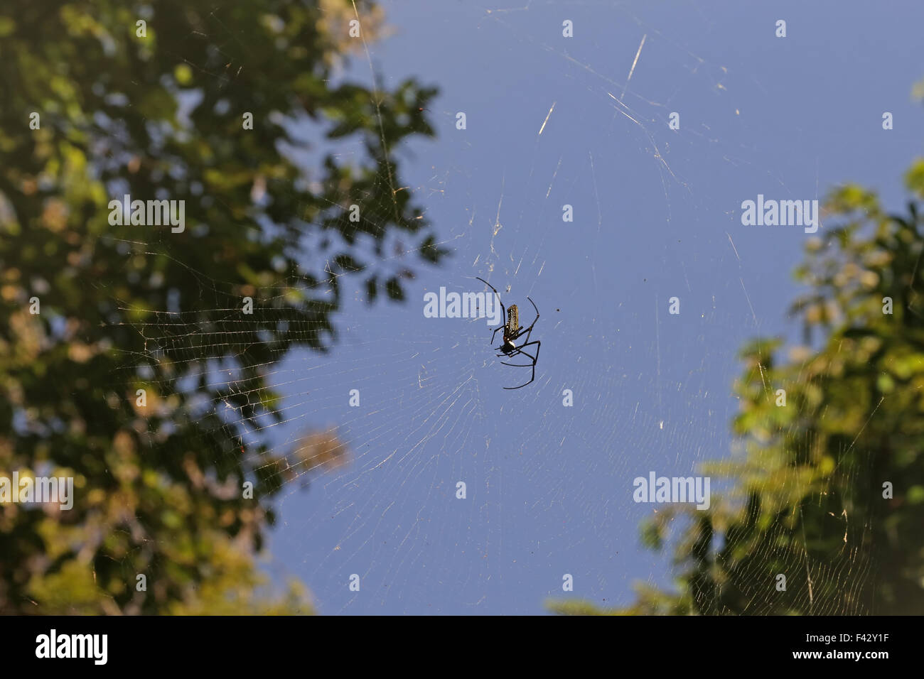 Spider in its web Stock Photo - Alamy