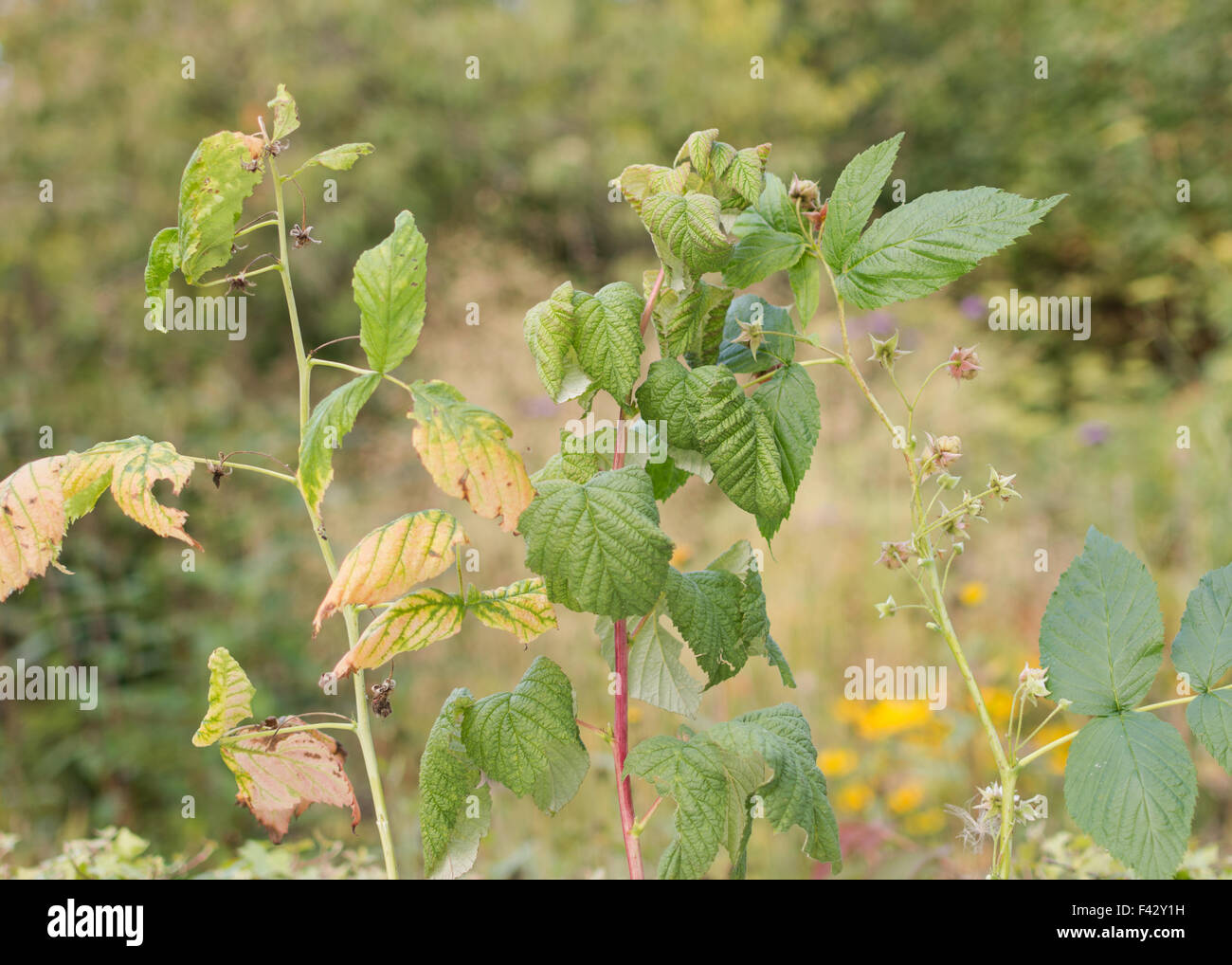 Raspberry canes hi-res stock photography and images - Alamy