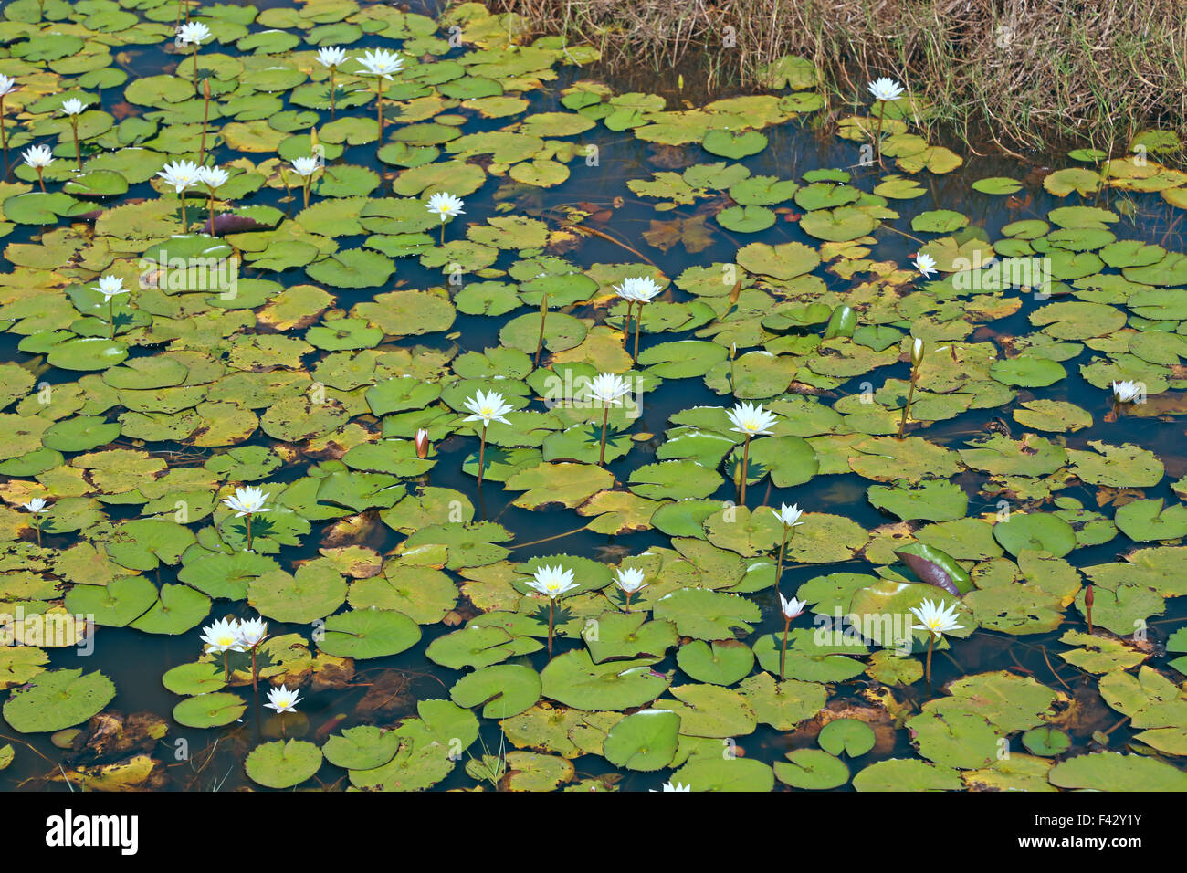 Vibrant water lilies hi-res stock photography and images - Alamy