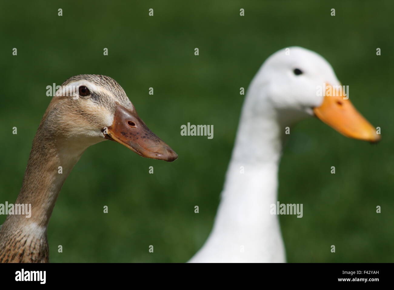 Runner ducks hi-res stock photography and images - Alamy