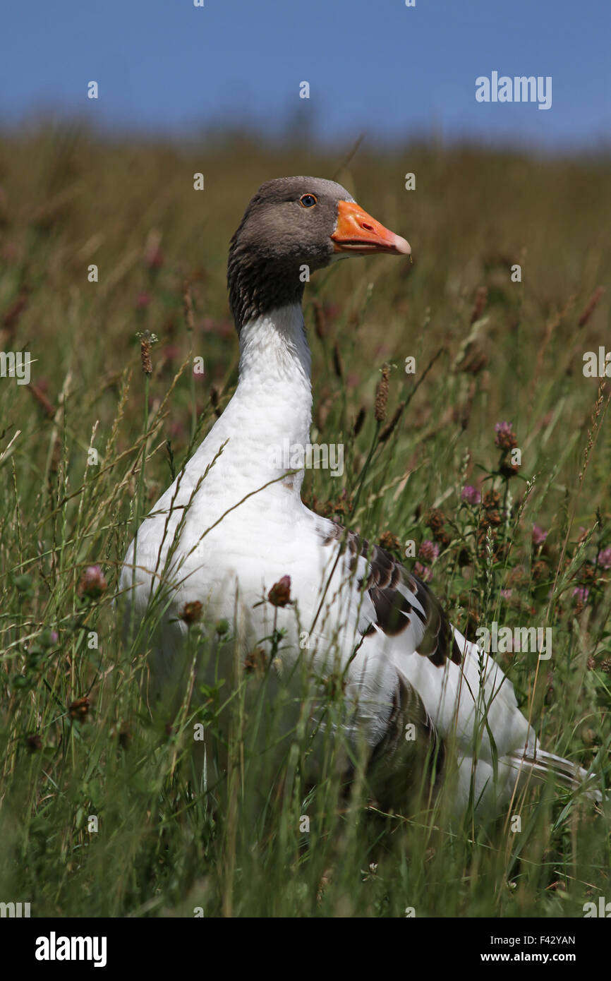 Ganserasse hi-res stock photography and images - Alamy
