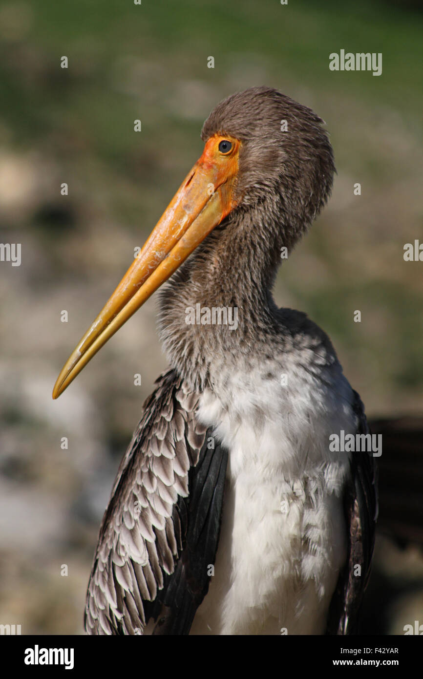 young yellow-billed stork Stock Photo - Alamy