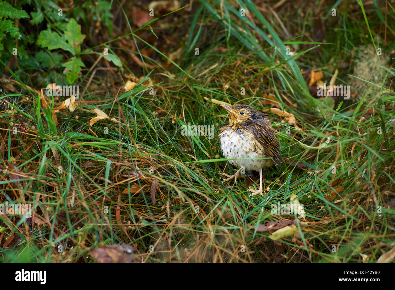 Little bird hi-res stock photography and images - Alamy