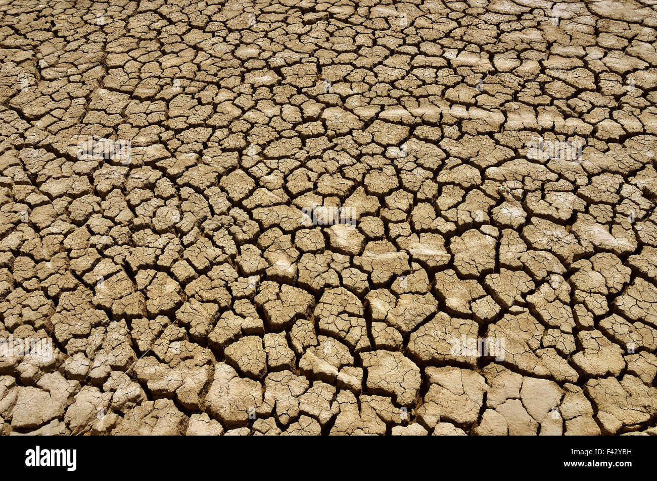 Dry plant damage garden hi-res stock photography and images - Alamy