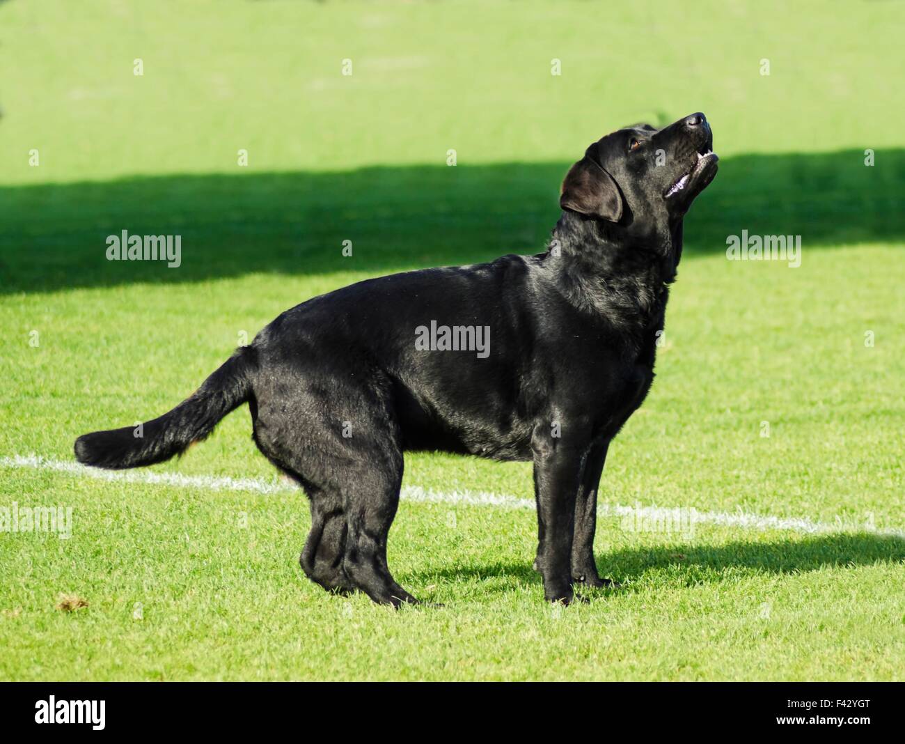 A young beautiful black labrador retriever standing happily on the lawn ...