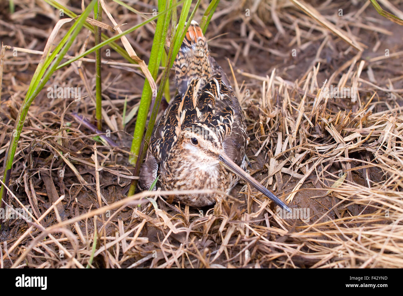 Snipe hunting hi-res stock photography and images - Alamy