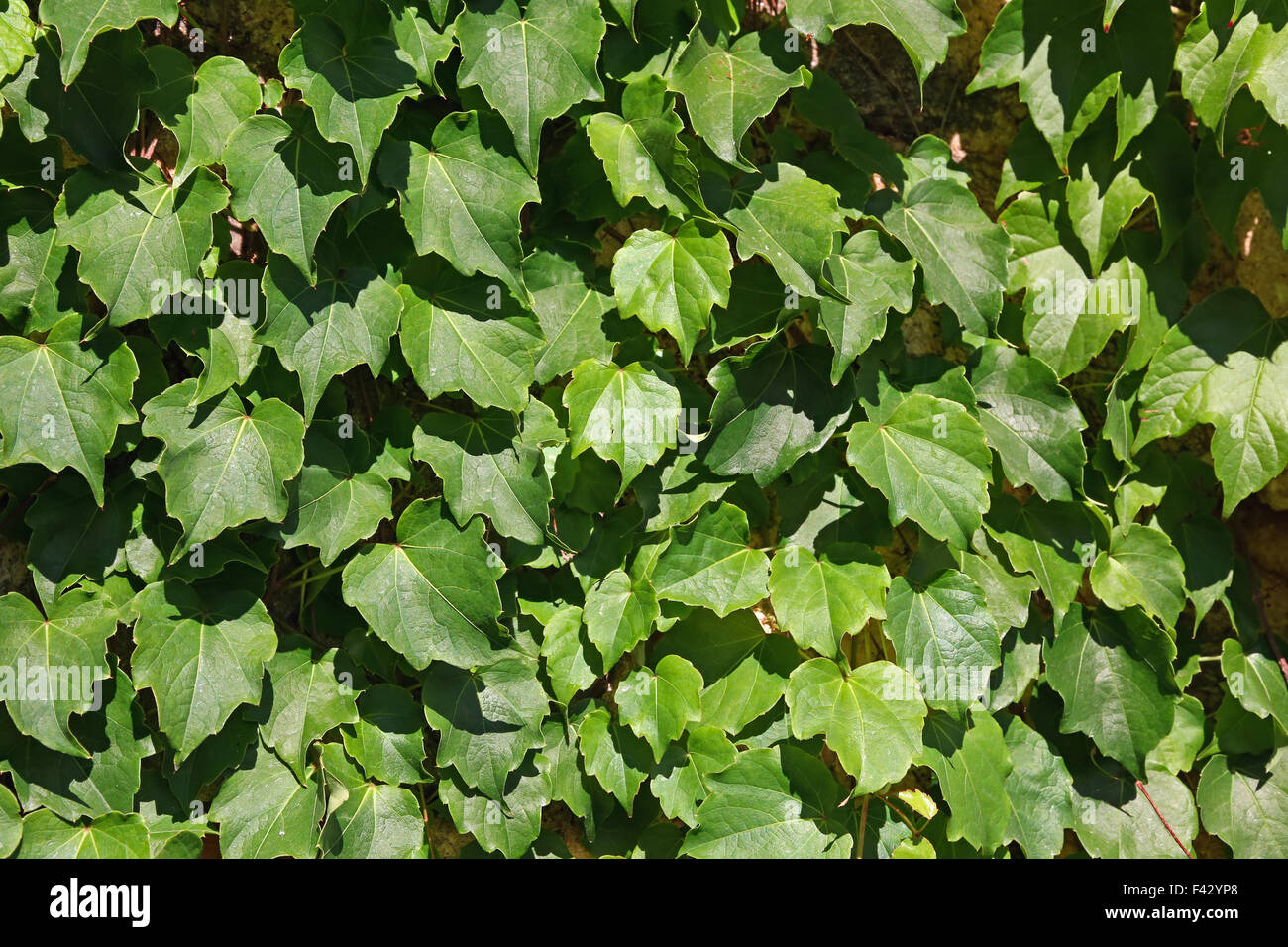 Ivy background hi-res stock photography and images - Alamy