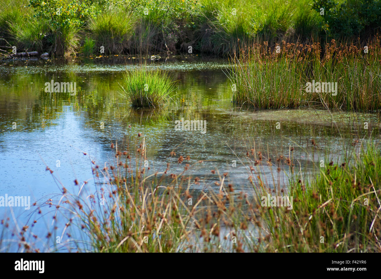 Protected nature area hi-res stock photography and images - Alamy