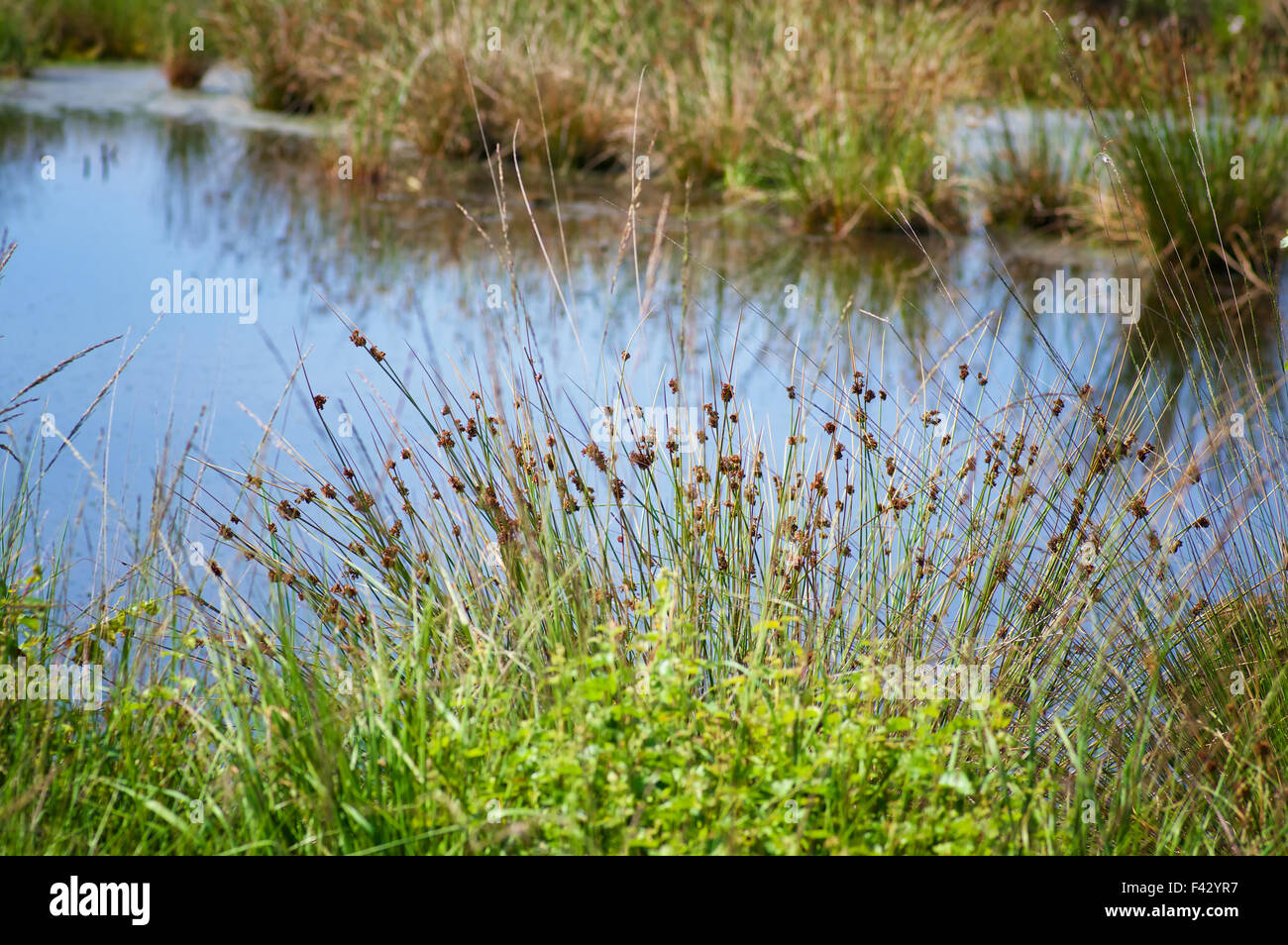 Protected nature hi-res stock photography and images - Alamy
