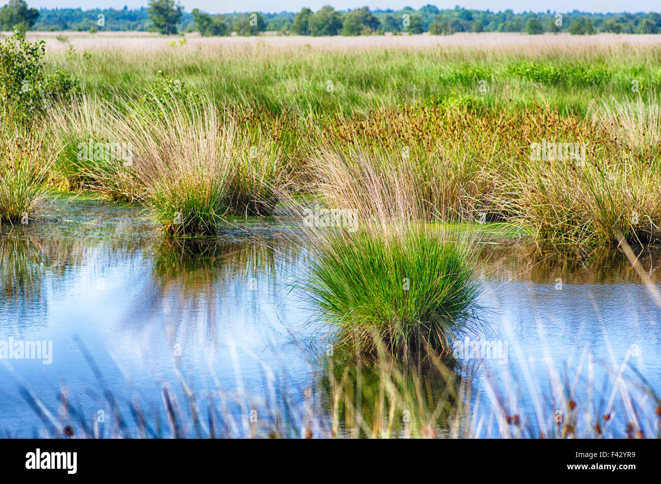Nature protected area Stock Photo - Alamy