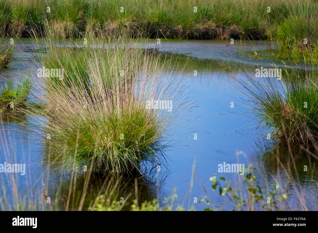 Nature protected area Stock Photo - Alamy