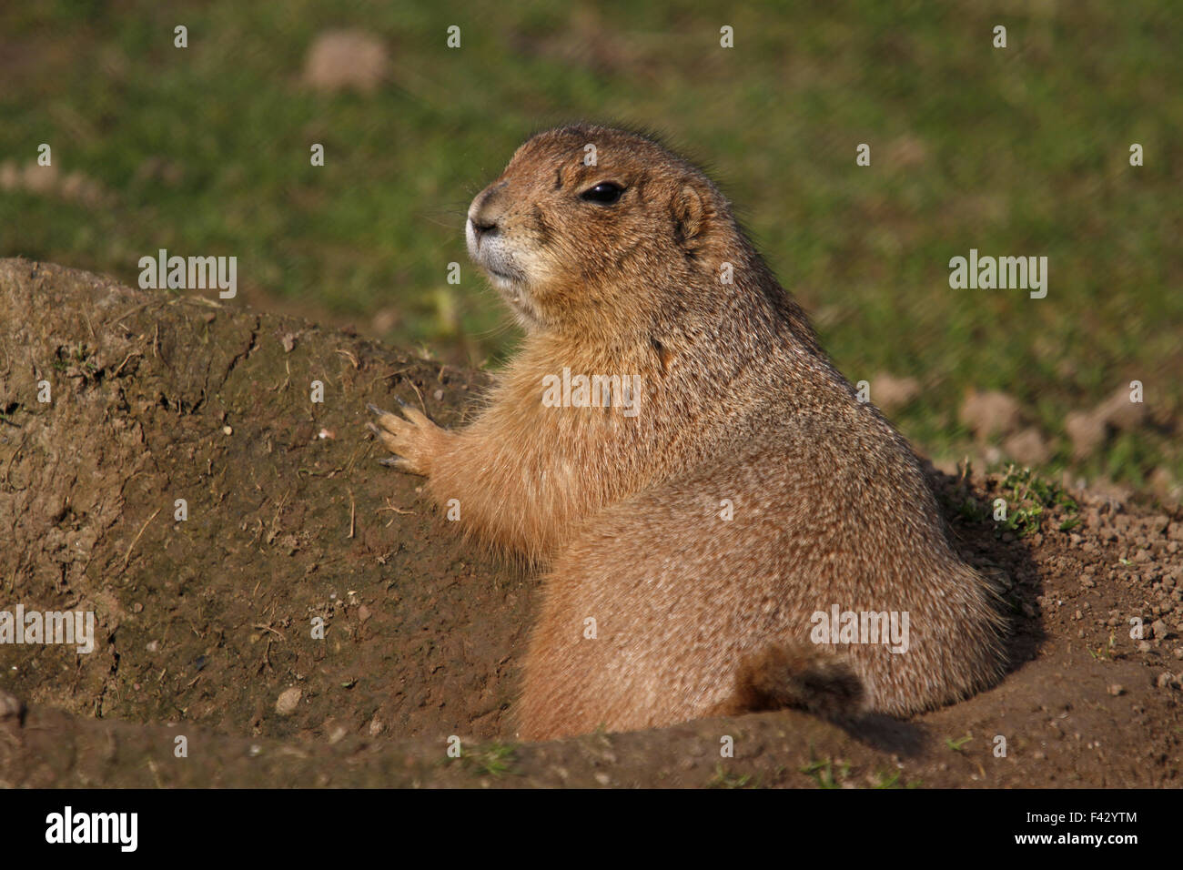 black-tailed prairie dog Stock Photo - Alamy